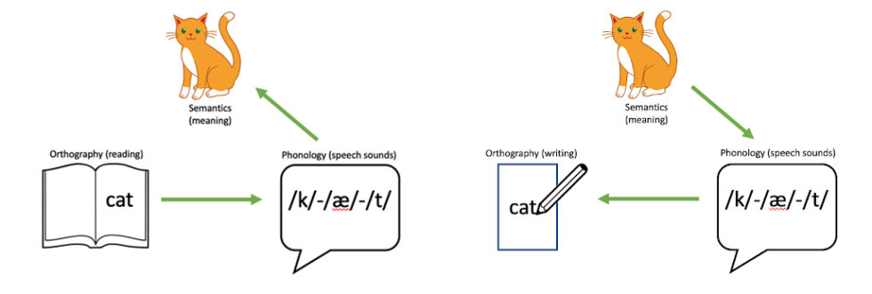 Orthographic (Surface) Dyslexia: It’s Not Just About Phonology ...